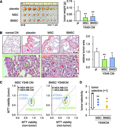 Suppression Of Primary Tumors And Lung Metastasis In Nsg Female Mice By