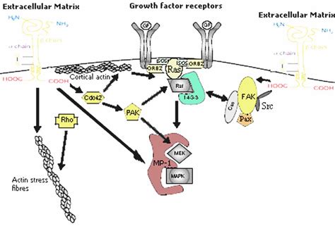 Integrin Mediated Adhesion May Regulate Signal Transduction Either