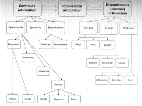 Introductory Lecture Osteology General Data The Human Skeleton Its