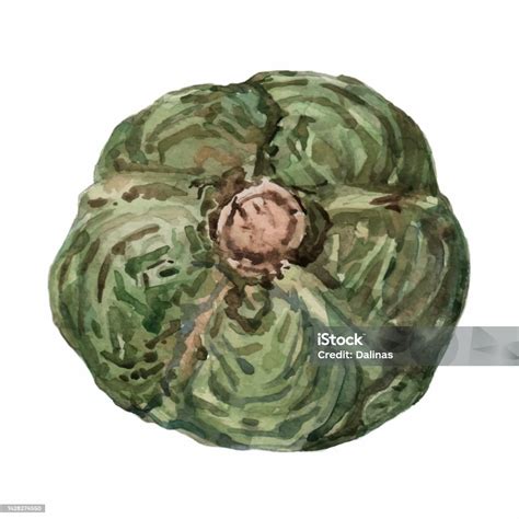 양배추 카찬 수채화 그림 수채화로 손으로 그린 양배추의 그림 가을에 대한 스톡 벡터 아트 및 기타 이미지 가을 건강한 생활방식 날것 Istock