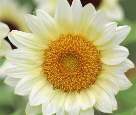 Flower Sunflower White