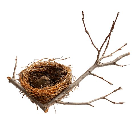 Birds Nest On Tree Branch Bird Nest Tree Branch Wildlife Habitat Png