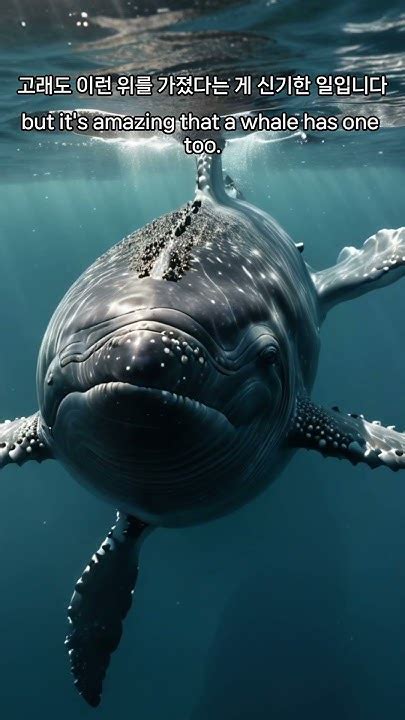 소와 고래는 사촌 고래 고래보호 우영우 대왕고래 고래보호 그린피스 환경보호 해양오염 해양플라스틱오염 미세플라스틱 바다오염 고래죽음 Whale 고래똥 고래이야기 밍크고래