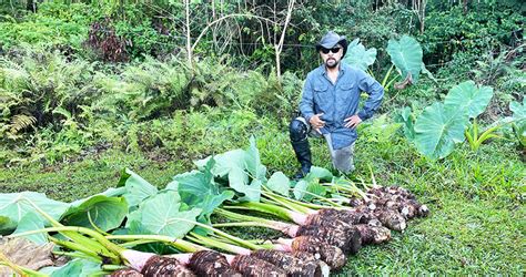 Hawaiʻi Growers Guide To Upland Kalo Hawaiʻi ʻulu Cooperative