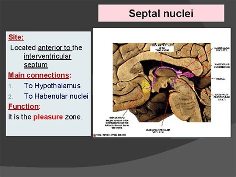 Thalamus Limbic System Prof Saeed Abuel Makarem Dr