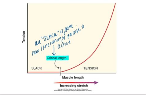 Muscle Force Generation Active And Passive Length Tension Curve