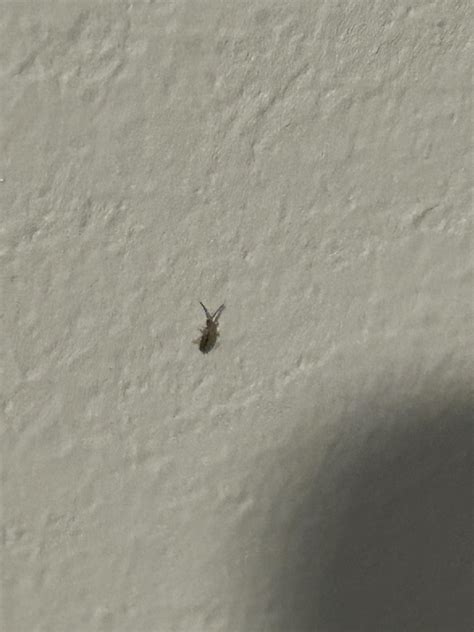 Im Driving Myself Mad Here Is This A Springtail Rspringtail