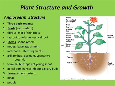 Plant Structure And Function Vocabulary At Kathleen States Blog