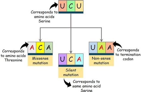 Difference Between SNP And Mutation With Comparison Chart Bio Differences