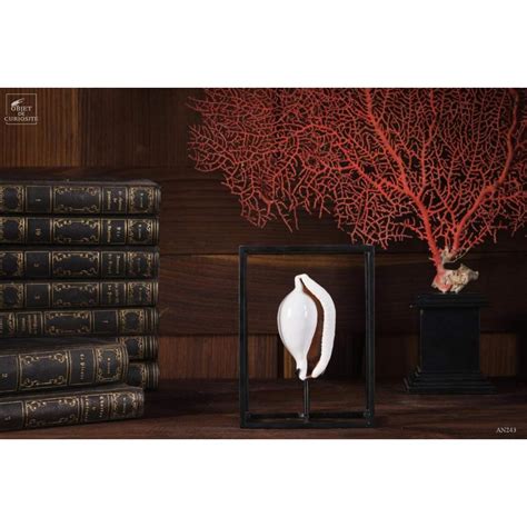 Ovula Ovulum In Cage