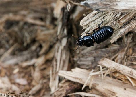 Horned Passalus Beetle Photos From Oklahoma Mia Mcphersons On The