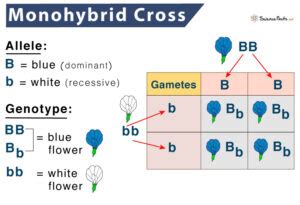 Monohybrid Cross Definition Examples And Diagrams