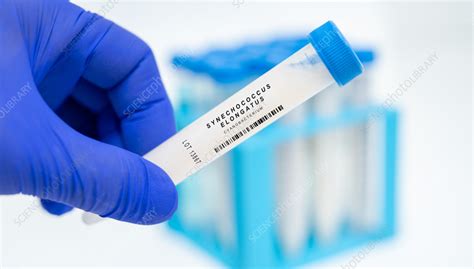 Synechococcus Elongatus Stock Image F045 5122 Science Photo Library