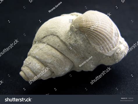 Seashell Spiral Fossil Stock Photo Shutterstock