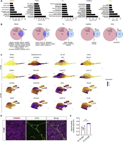 Ensembles Of Endothelial And Mural Cells Promote Angiogenesis In Prenatal Human Brain Cell