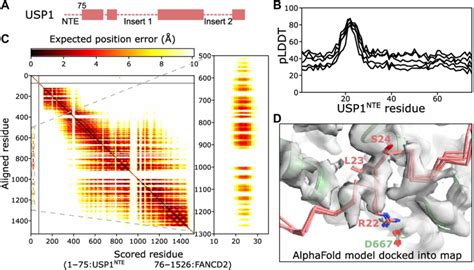 alphafold confidently predicts an interaction between usp1 nte and