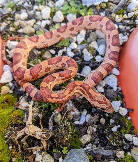 Coral Ghost Corn Snake
