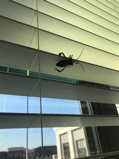 What Is This Bug Crawling On My Blinds Rwhatisthisbug