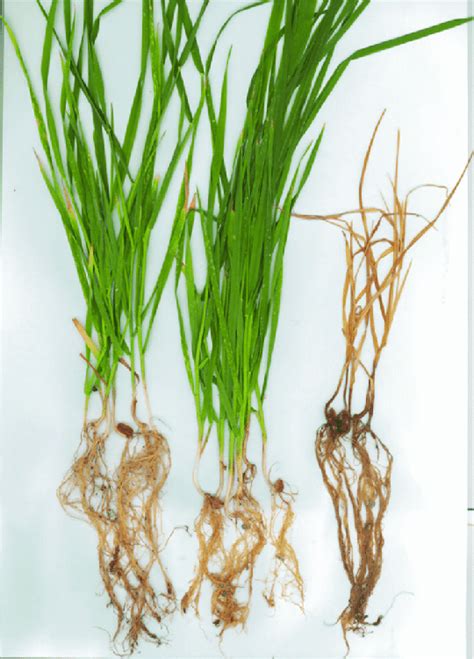 Effective Control Of F Oxysporum Crown And Root Rot Of Wheat With A