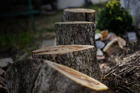 Tree Cutting Garden Landscape Singapore