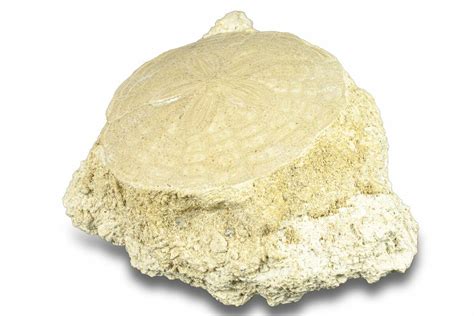 3 Fossil Sand Dollar Scutella France 264729 For Sale