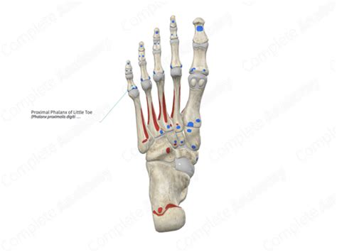 Proximal Phalanx Definition Location Anatomy Diagram