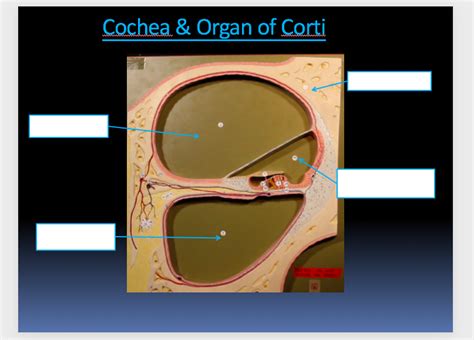 Organ Of Corti Model Pt 1 Diagram Quizlet