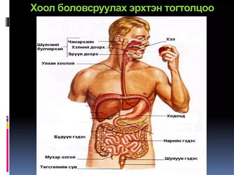 хоол боловсруулах Pptx