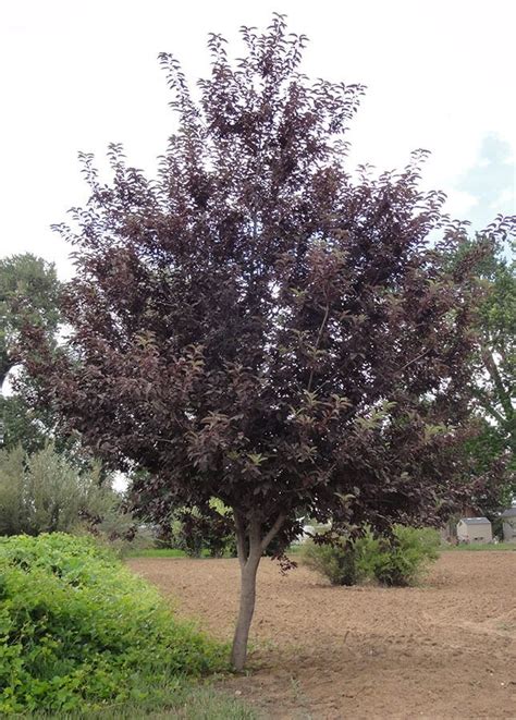 Chokecherry Tree Seen With Its Burgundy Summer Foliage The Tree Leaves Out Green And Turns In