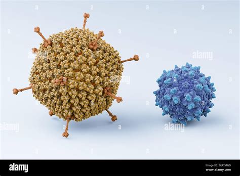 Illustration Of Adenovirus With Adeno Associated Virus Aav Aav Replication Depends On The