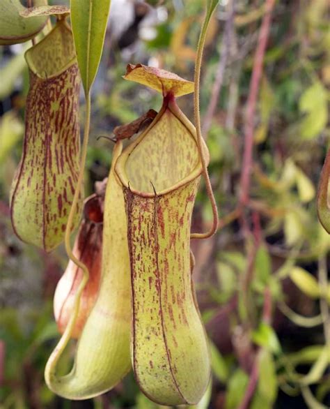 Nepenthes Alata Carnivorous Plant Resource