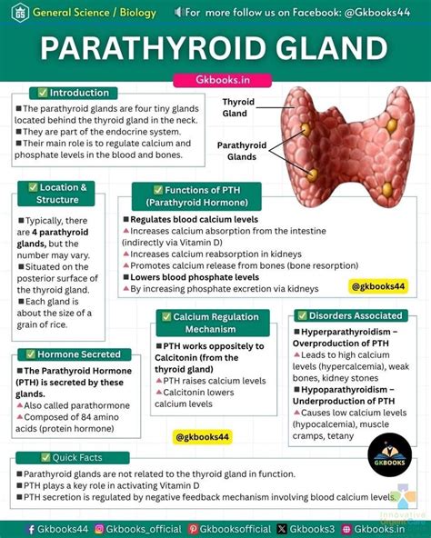 Parathyroid Glands Regulate Blood Calcium Levels Via Parathyroid