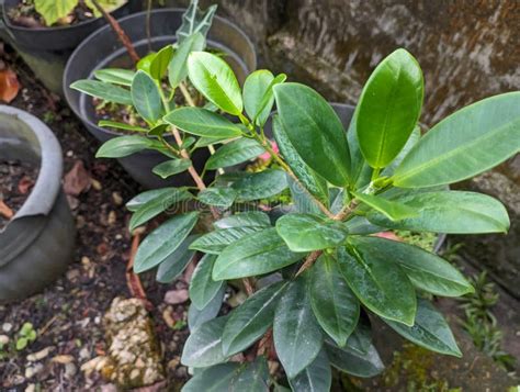 Ficus Microcarpa Decorative Flowers Grown In Pots Stock Image Image