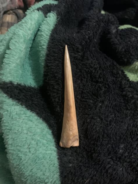 Crinoid Bead And Boneantler Artifacts Rlegitartifacts