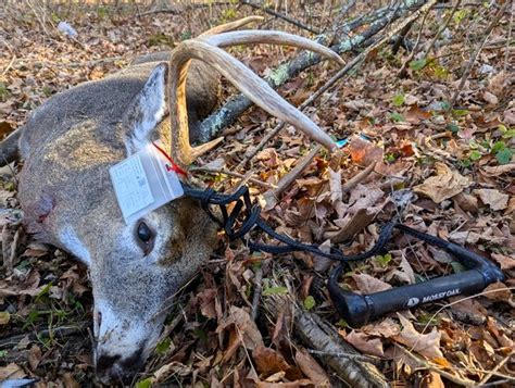 States New Deer Tags Cause Hunters Confusion News Sports Jobs