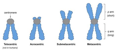 Chromosome Definition Function Structure Types Biology Notes Online