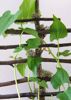 Homework Babe Craft Twig Trellis And Beanstalks