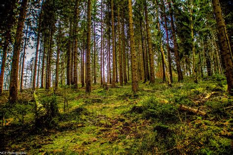Wald Foto And Bild Wald Bäume Natur Bilder Auf Fotocommunity