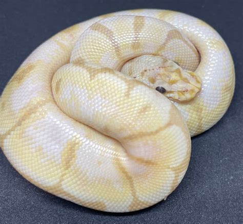 Super Pastel Banana Enchi Spider Ball Python By Platinum Exotic
