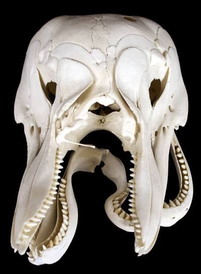 Skull Of A Two Faced Bottlenose Dolphin Owned And Tumbex