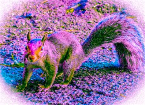 Psapian Pink Squirrel