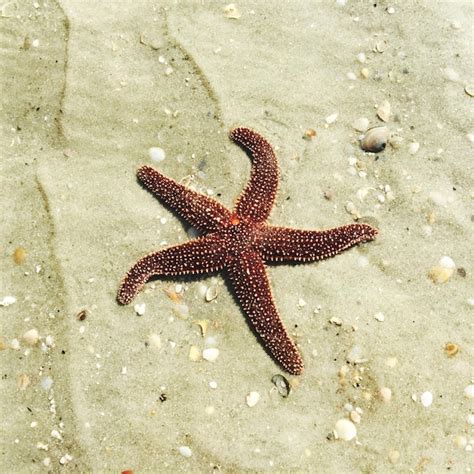 High Angle View Of Starfish On Sand Premium Photo