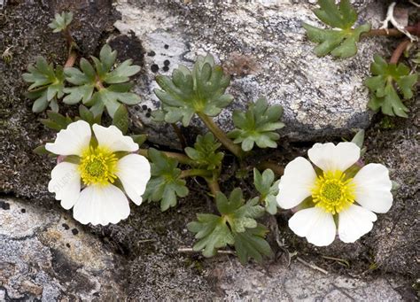 Glacier Crowfoot Ranunculus Glacialis Stock Image B8343057