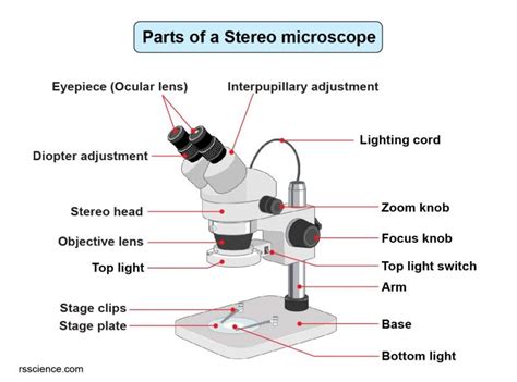 41 Dissecting Microscope Diagram