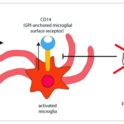 The Gpi Anchored Cell Surface Tlr Co Receptor Cd14 Is Upregulated In