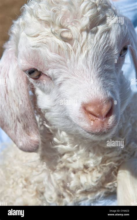 Angora Goat Banque De Photographies Et Dimages à Haute Résolution Alamy