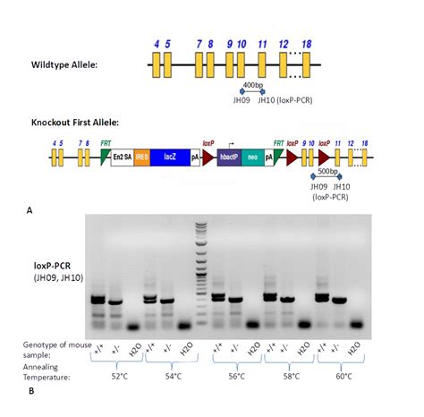 Jmjd1c Loxp Genotyping A Binding Position Of Newly Designed Loxp