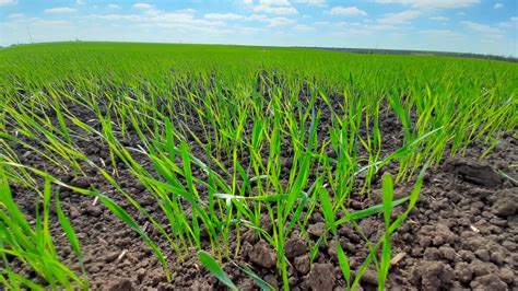 Посев озимой пшеницы по интенсивным технологиям «ЛИГНОГУМАТ Дзен