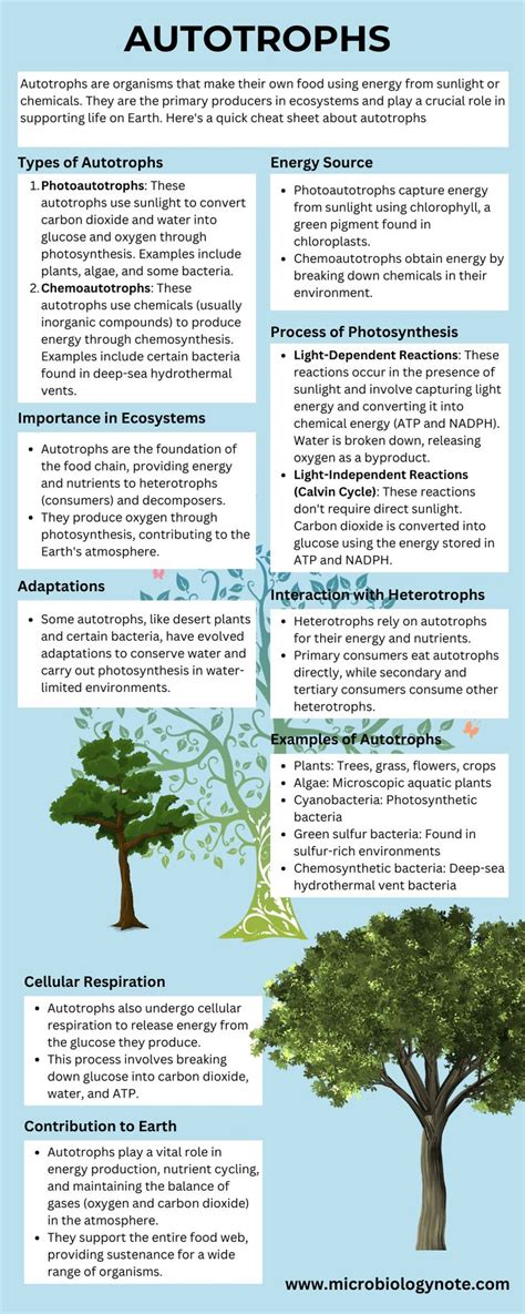 Autotroph Examples