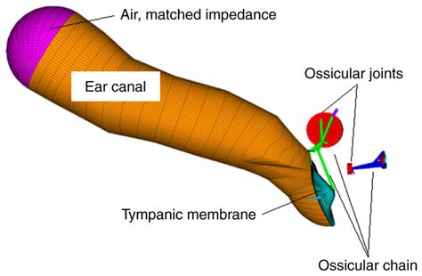 Schematic Representation Of The Fem Fem Finite Element Model